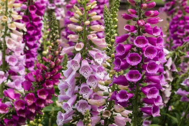 digitalis