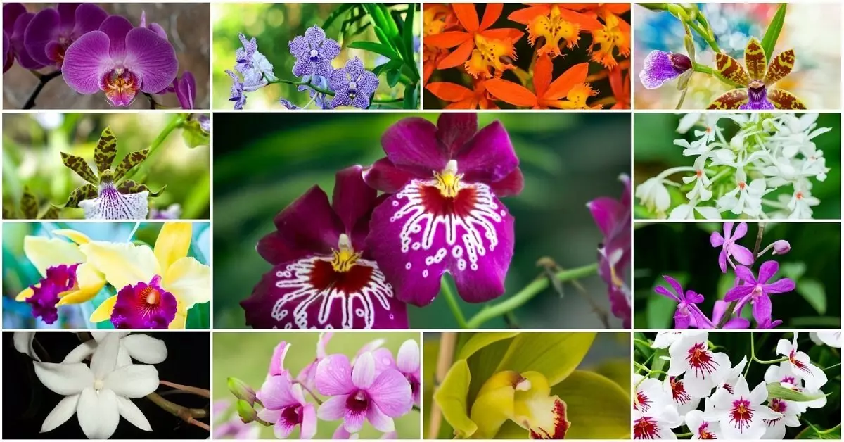 Orchidee - Bella e diversa (30 foto)