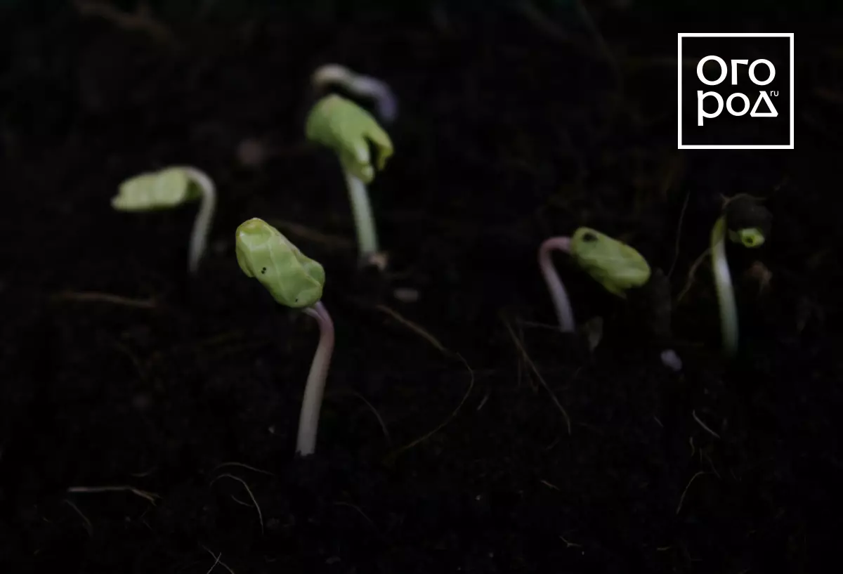 Ipomay Seedlings Searches.