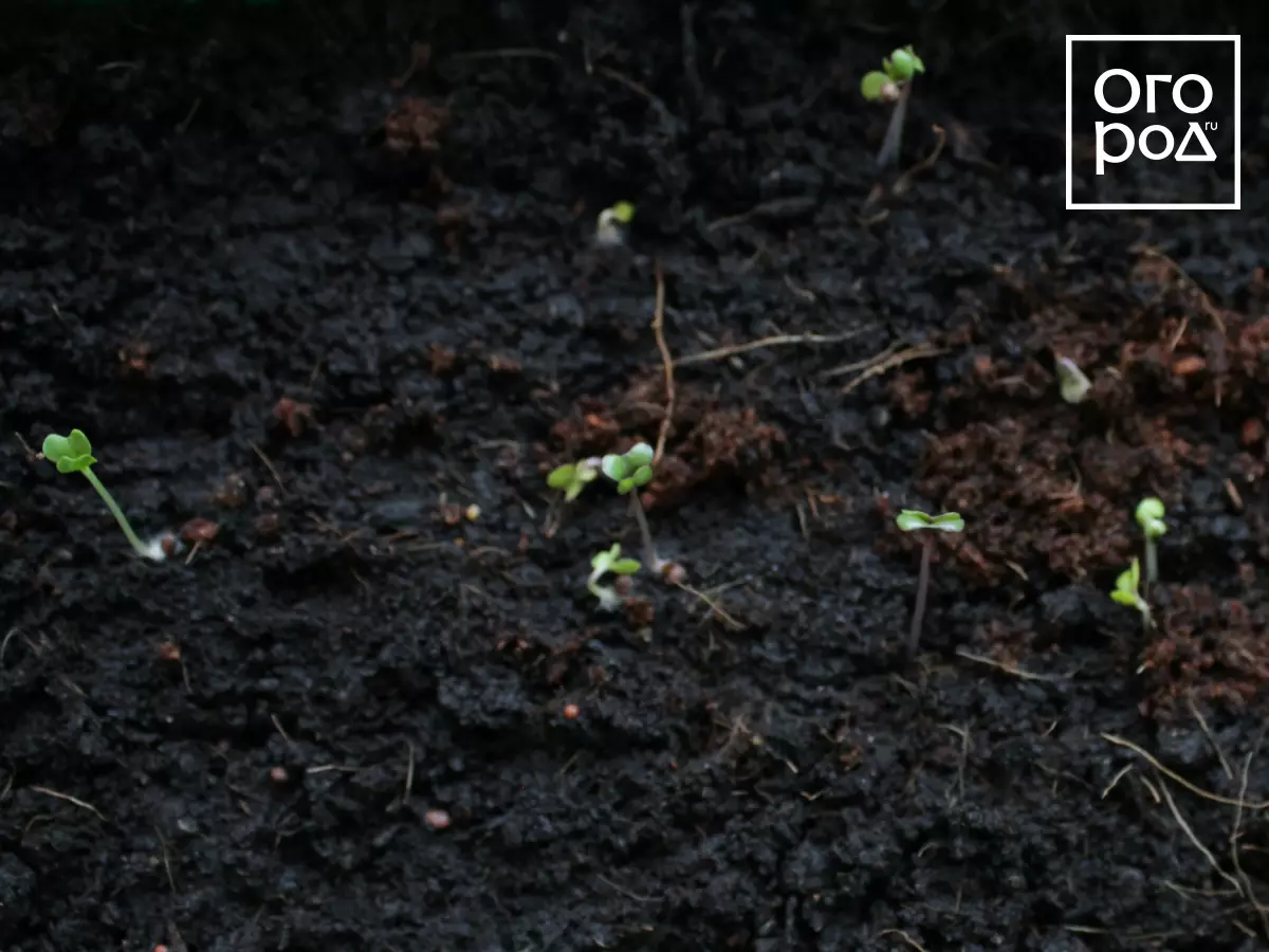 Pandekorasyon repolyo seedlings seedlings.