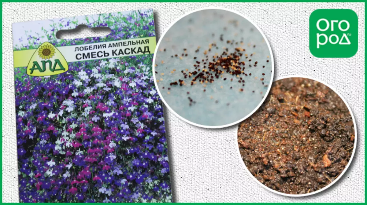 គ្រាប់ពូជ lobelia sowing