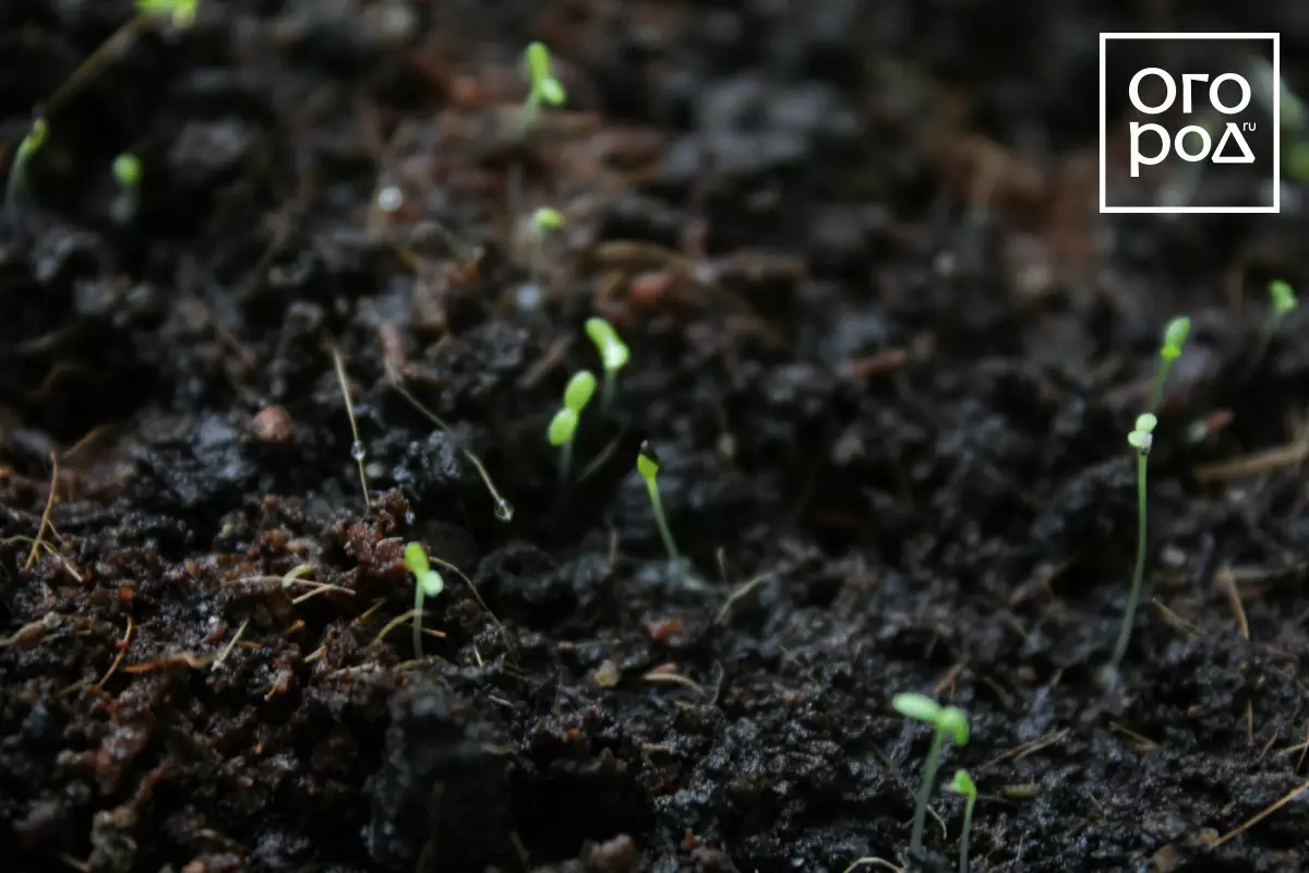 Brachik Seedlings Searches.