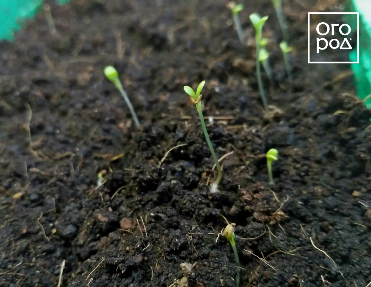 Venidium seedlings searches.