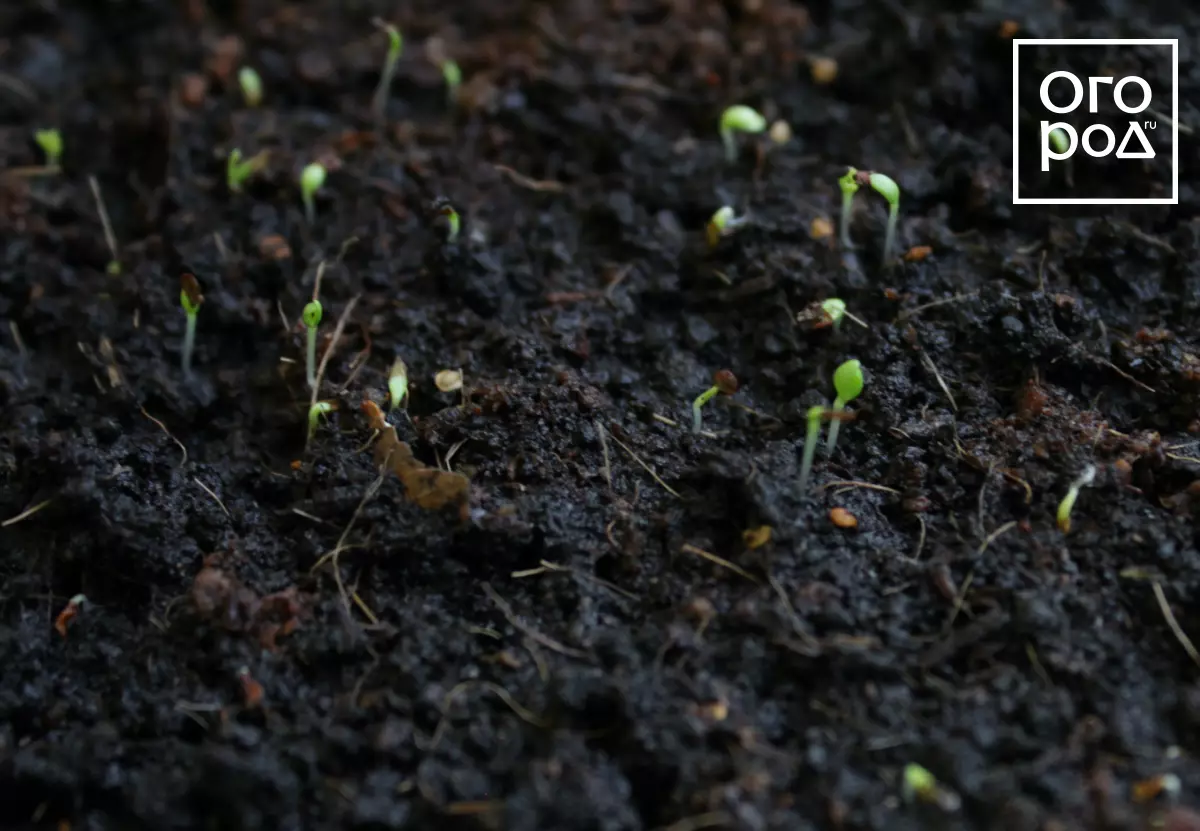 Ang mga Carnation Chinese Seedlings Searches