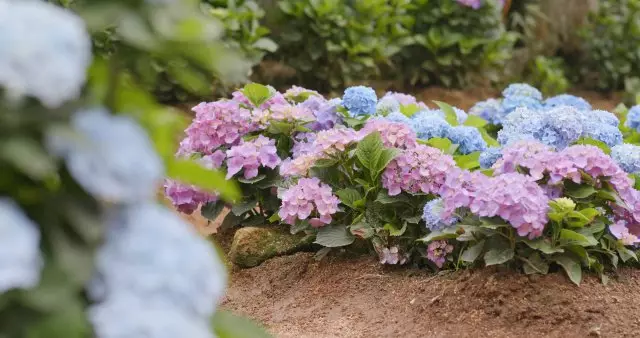 Hydrangea nini