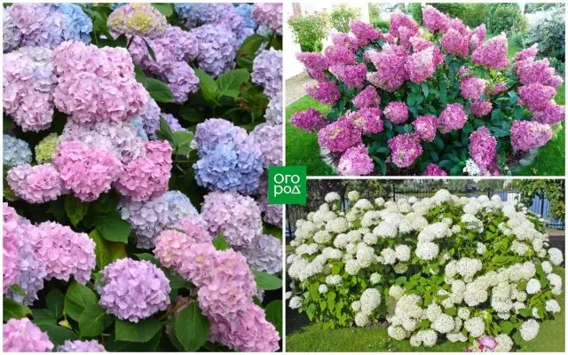 Icyiciro Hortensia