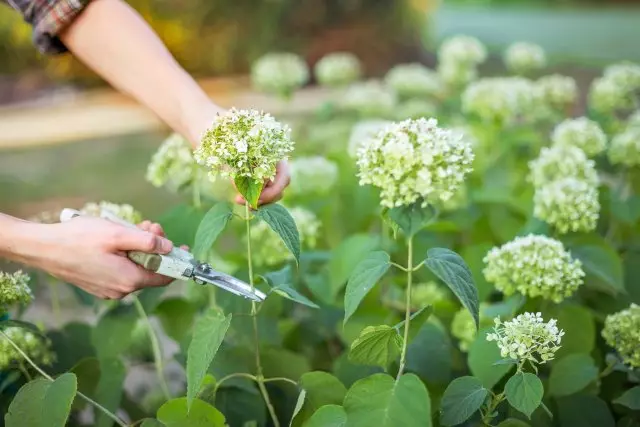 Poda Hydrangea