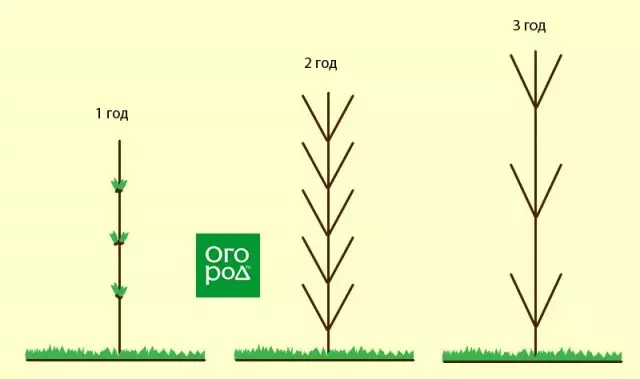 Recortar unha pera de columna