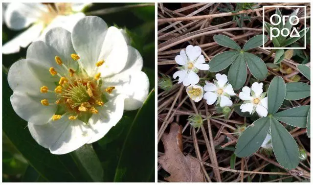 Bloodroot White.