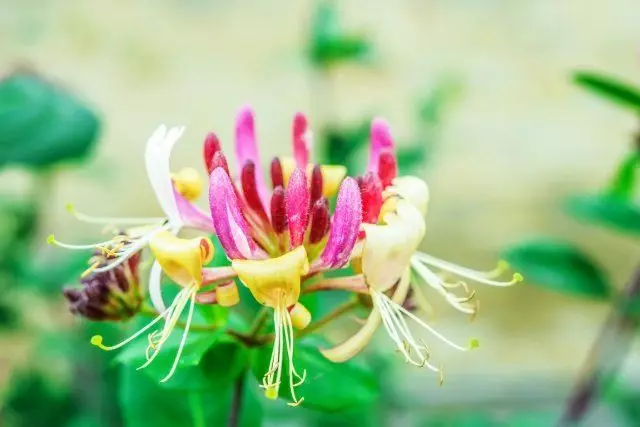 Honeysuckle Honeycomb