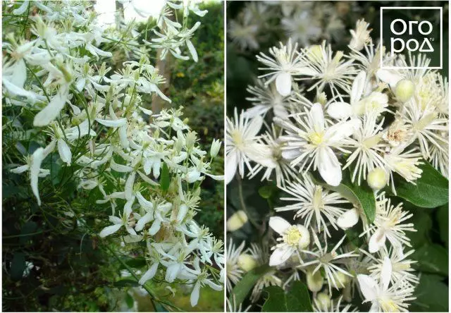 clematis zhugoye