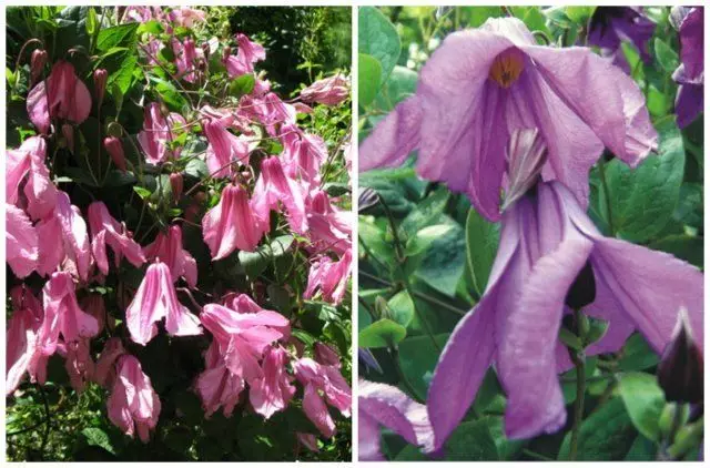 Clematis Alenushka.