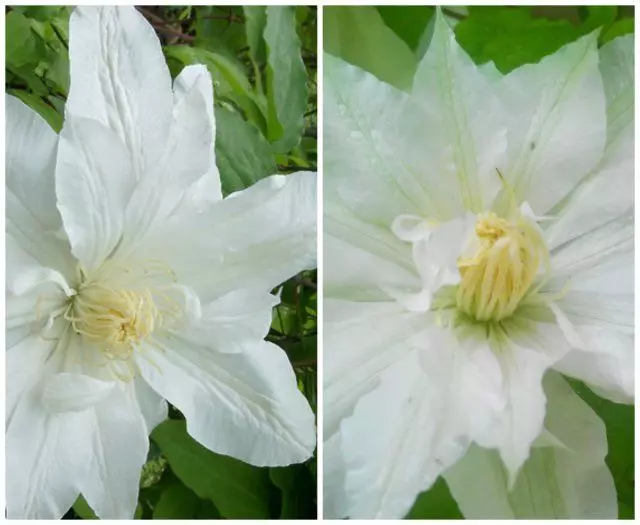 Clematis zhanna d'ark