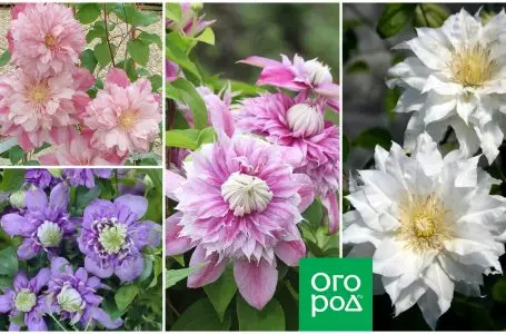 Clematis کی قسمیں جو کنٹینرز میں اضافہ ہوسکتے ہیں 5177_16