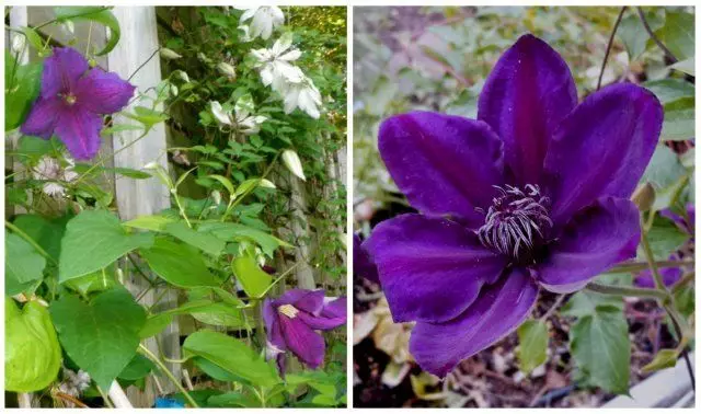 Clematis Versailles.