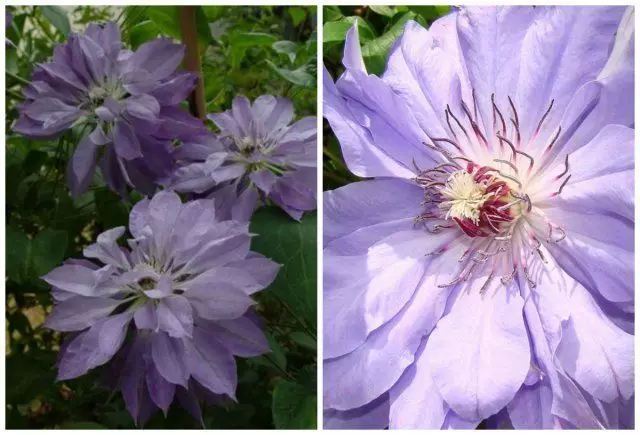 Clematis techie