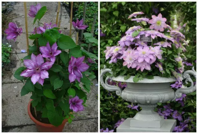 Clematis sorte koje se mogu uzgajati u kontejnerima 5177_3