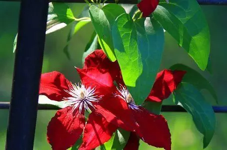 Clematis کی قسمیں جو کنٹینرز میں اضافہ ہوسکتے ہیں 5177_31