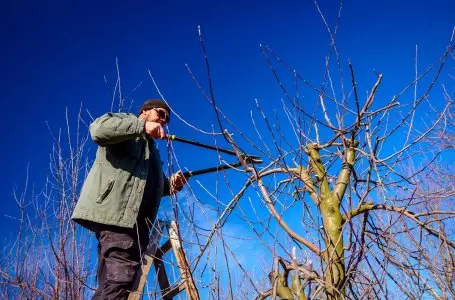 Hoe de appelboom en peer in de lente in te korten (tips voor beginners) 517_3