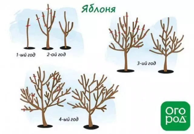 Bahor olma daraxtining diagrammasi