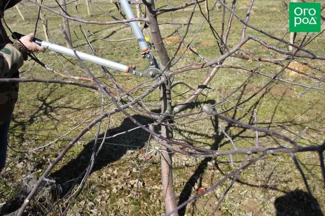 আপেল trimming.