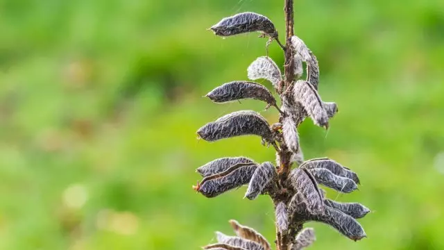 Lupina គ្រាប់ពូជ