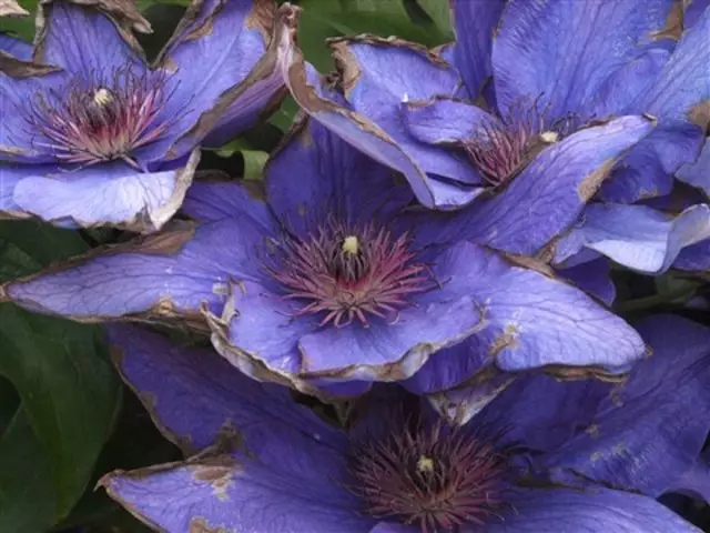 N'ihi nke Clematis Dries na-eme ka epupụta - otu esi egbochi iwepụ 5186_1