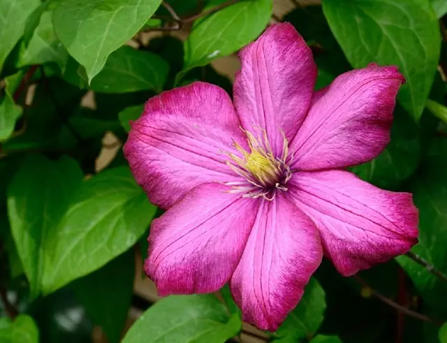 Tāpēc, ka clematis izžūst lapas - kā novērst tīrīšanu 5186_7