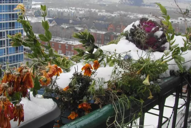 Blumen auf dem Balkon im Schnee