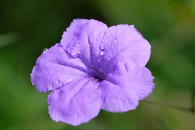 ஊதா petunia.