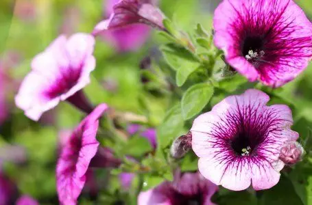 Mēness kalendārs 2020: Petunia Growing 5212_6