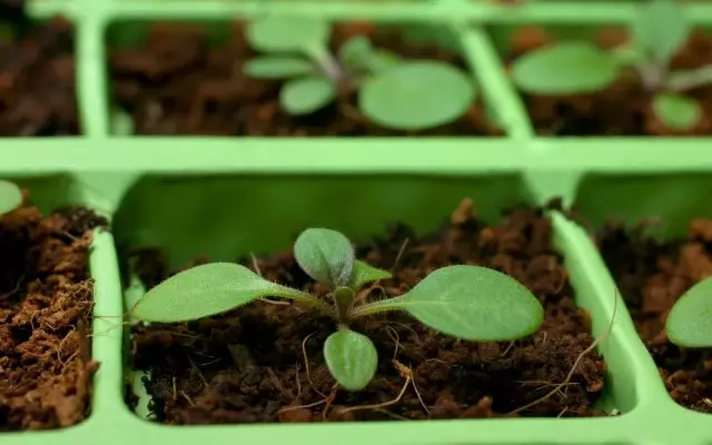 Seedling Petunia dina pot