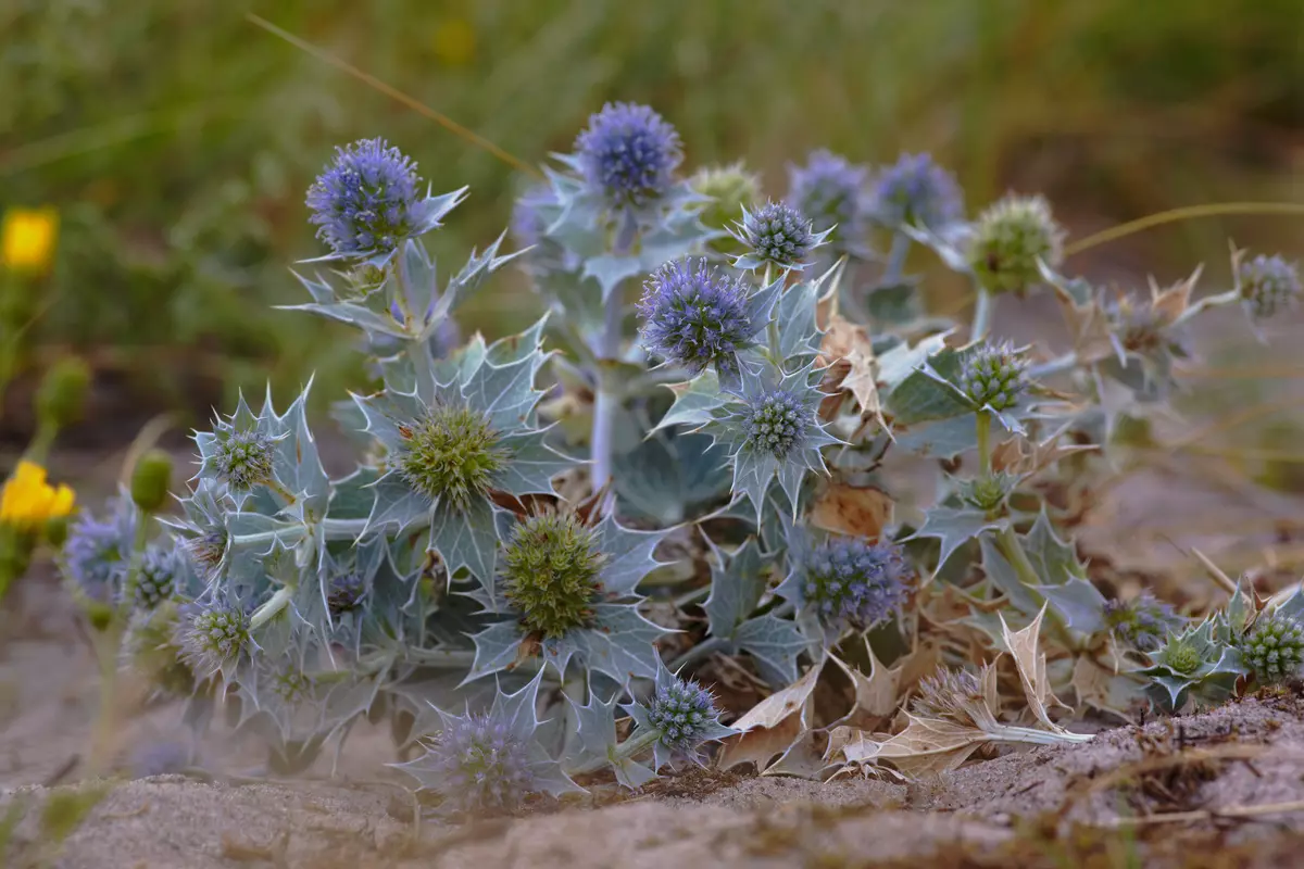 Feverweed.