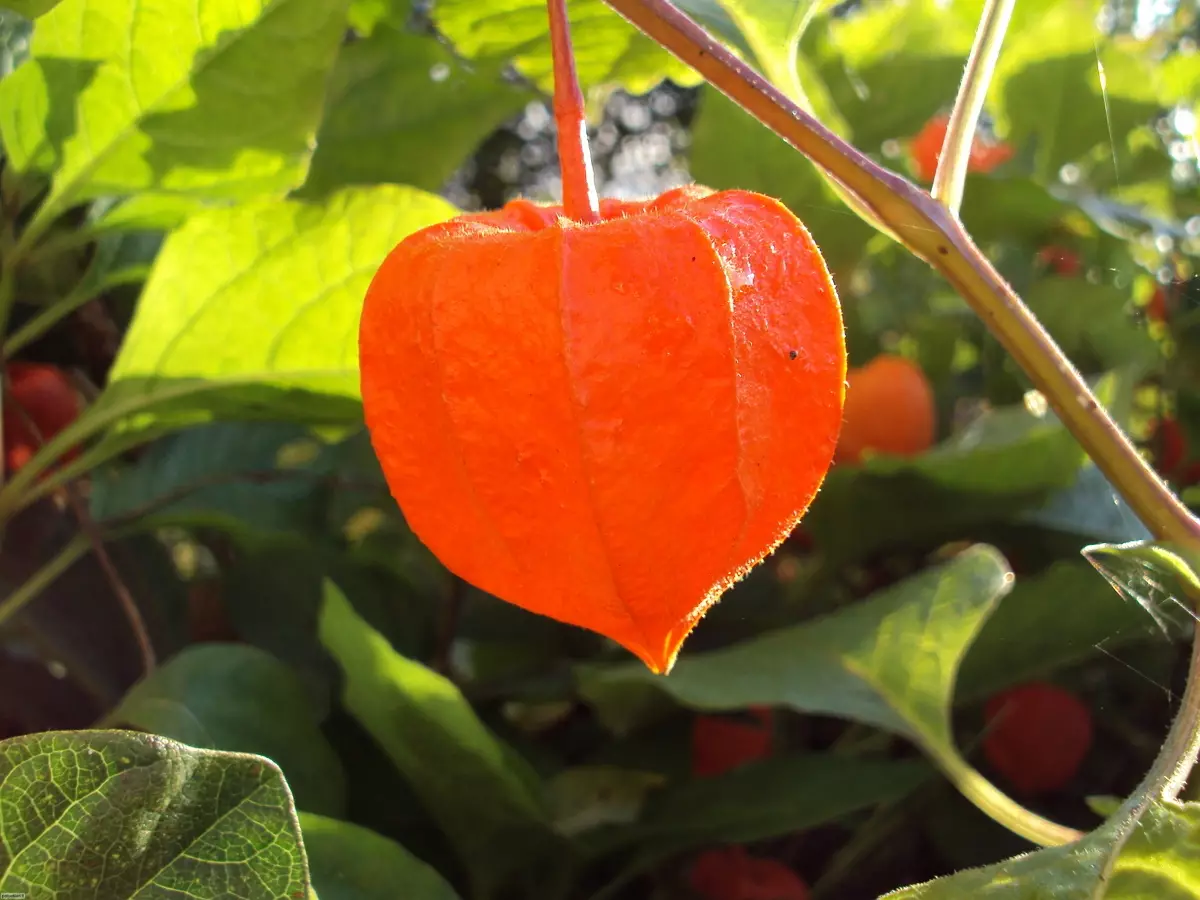 Physalis.