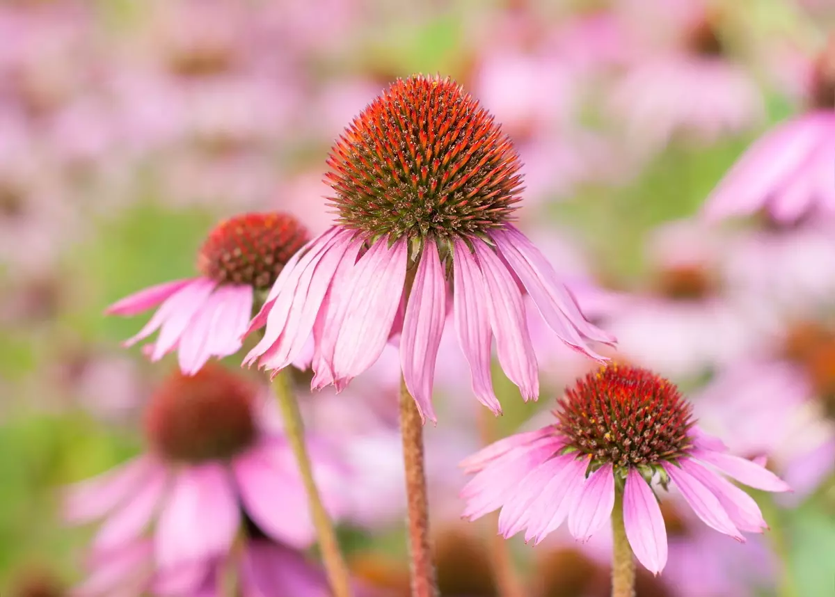 ခရမ်းရောင် Echinacea