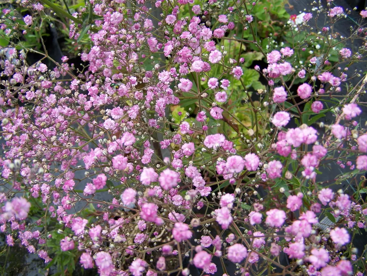 Gypsophila ар кандай фламинго