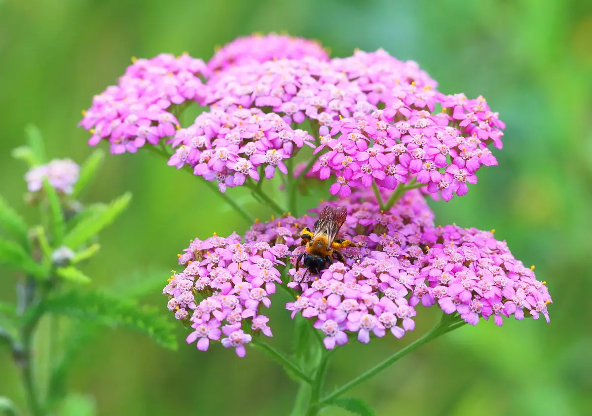 Yarrow