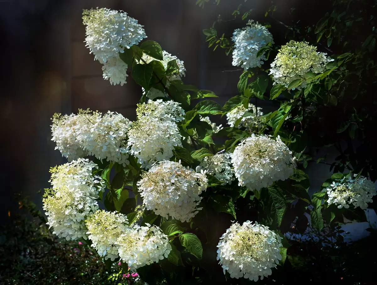 Hydrangea.