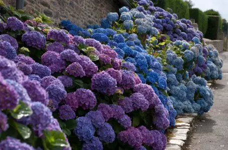 Blomster til vinterbuketter: Hvad skal man vælge, hvornår man skal skære, hvordan man skærper 5214_9