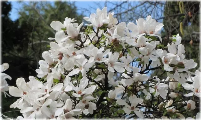 Magnolia Cobus.