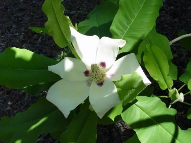 Magnolia stórfelld