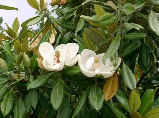 Magnoliya katta gul