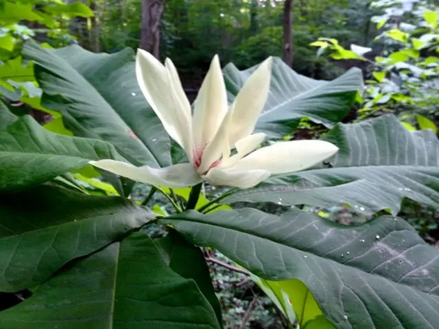 Magnolia regnhlíf.