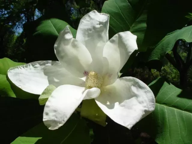 Magnolia Esha.