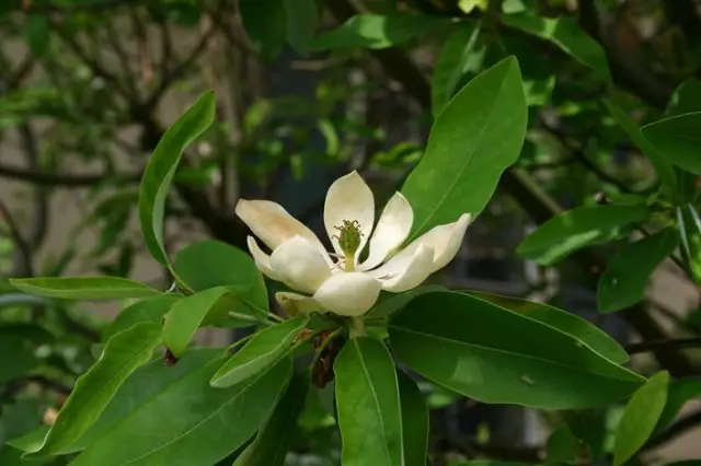 Virgin magnolia.