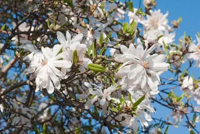 Star Magnolia.