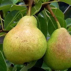 Pear Desititz Yakovlev