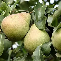 Pear fabuus