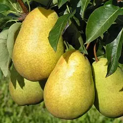 මිචූර්න්ස්ක් වෙතින් PEAR SREGE PRECECE