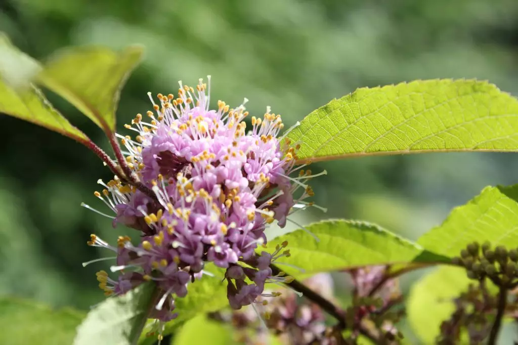 Blüte der schönen Liebe